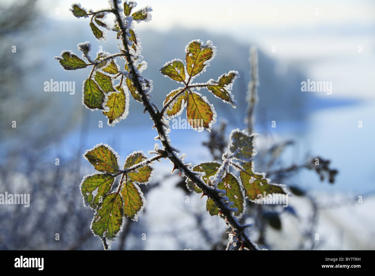 Brambles covered in hoar frost Stock Photo - Alamy