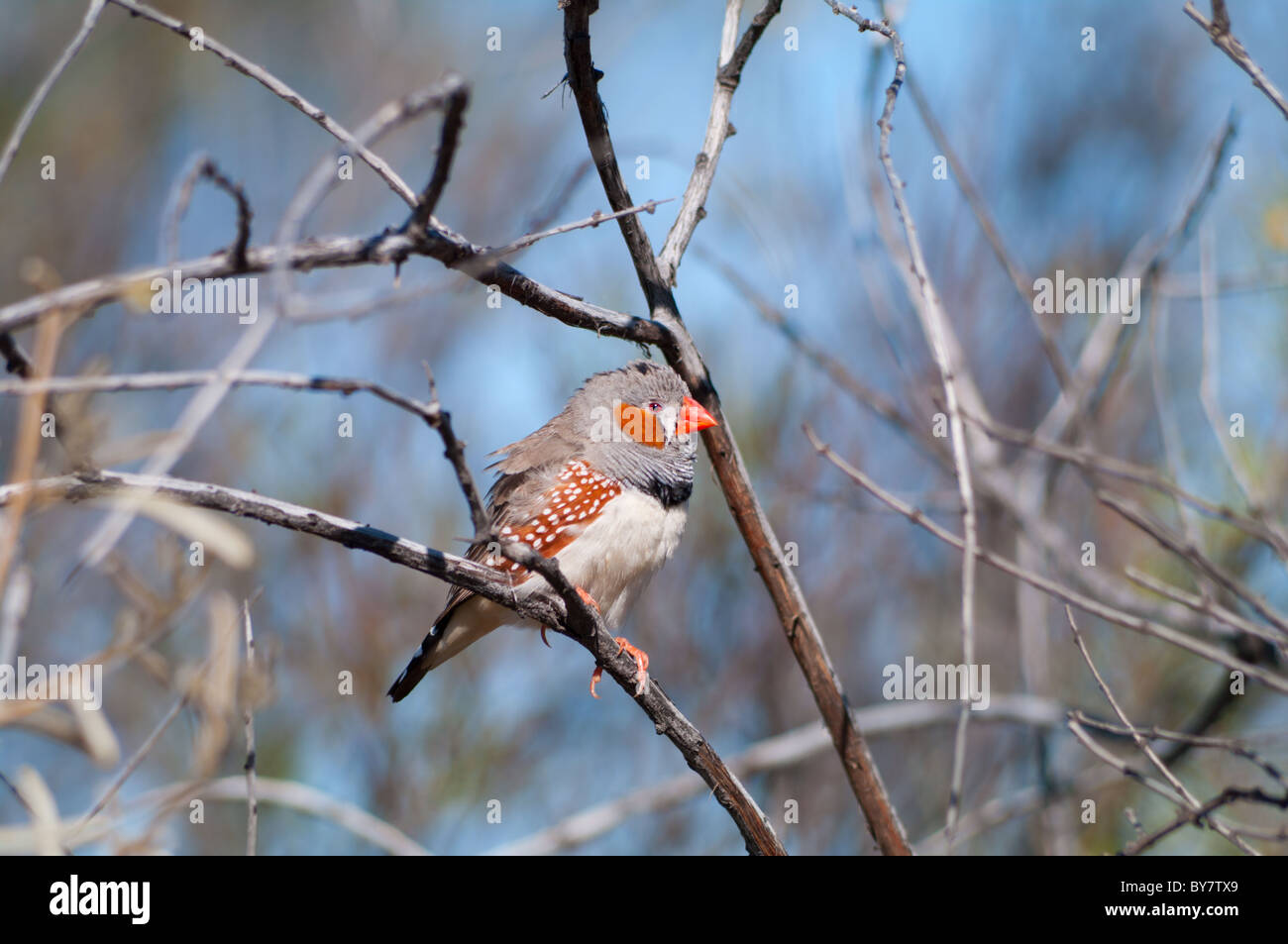 Zebra finch hi-res stock photography and images - Alamy