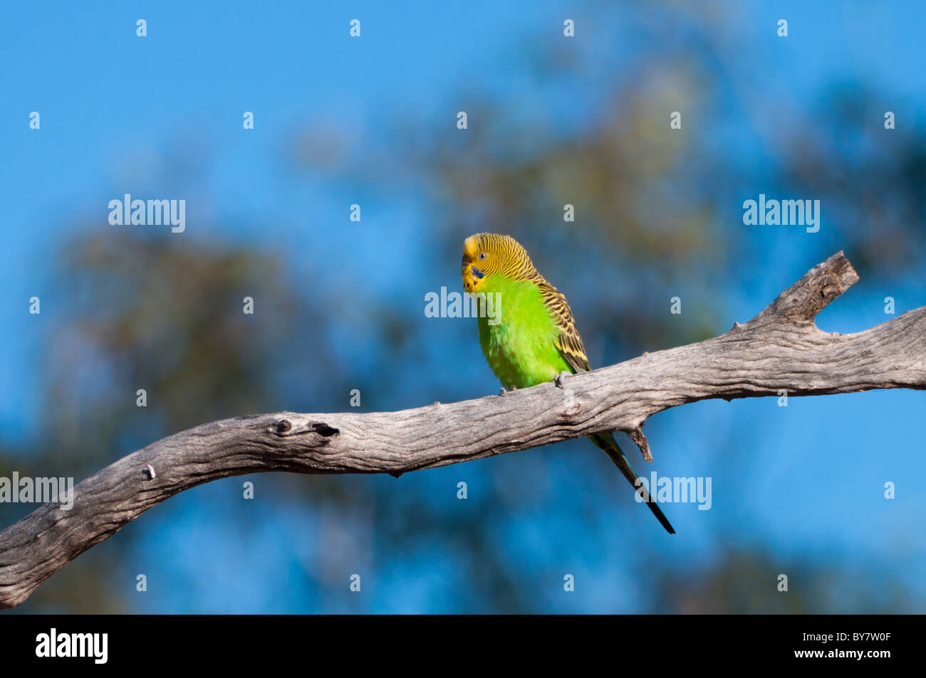 Wild Budgerigar (Melopsittacus undulatus) in outback Australia Stock ...