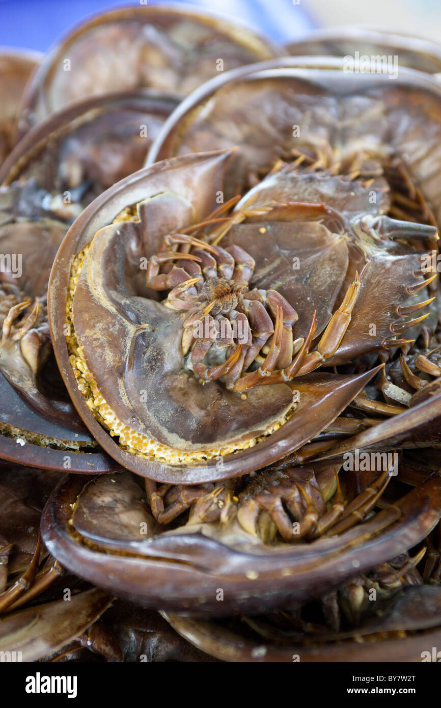 Strange crabs on the beach hi-res stock photography and images - Alamy