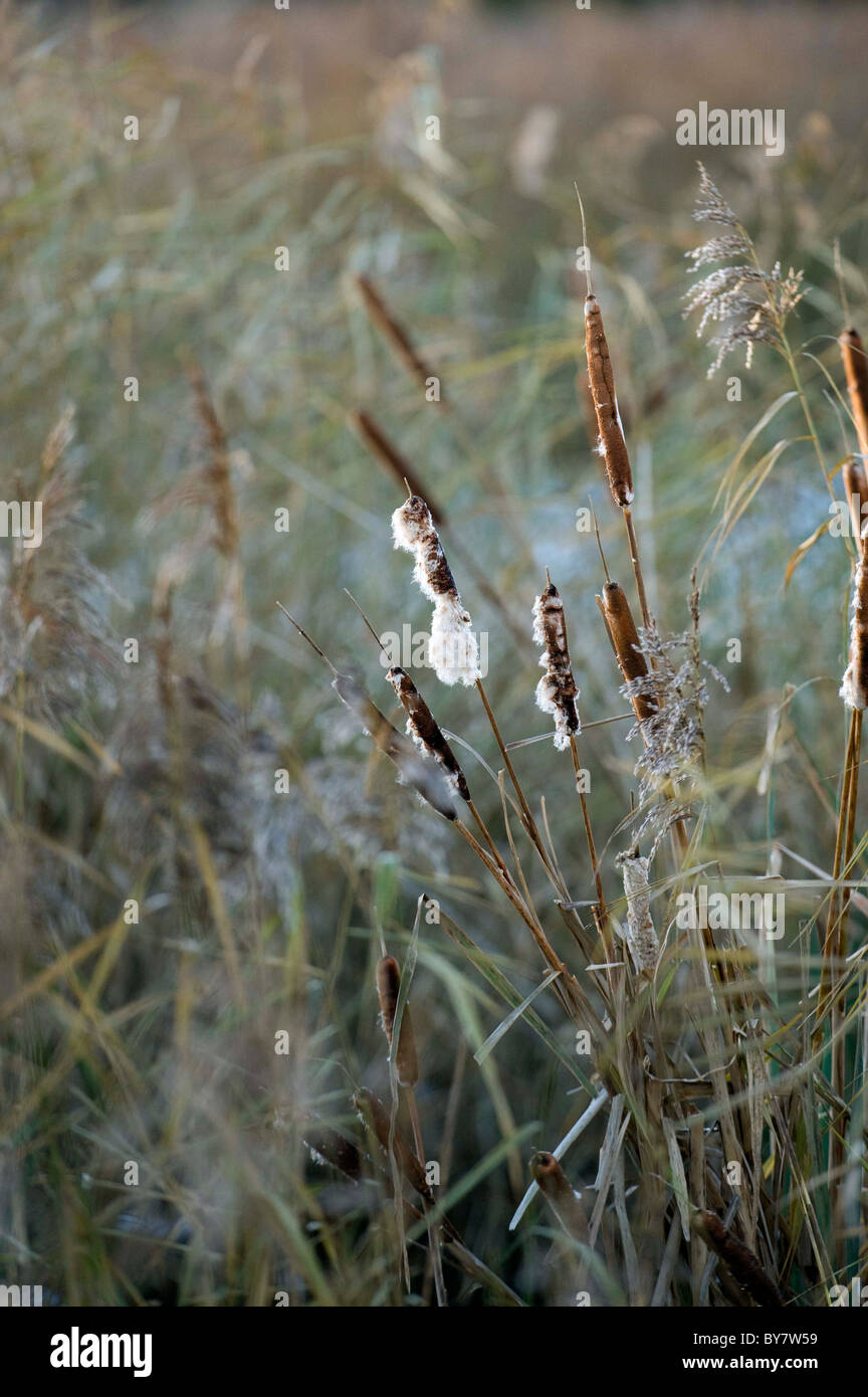 Ponds and lakes hi-res stock photography and images - Alamy