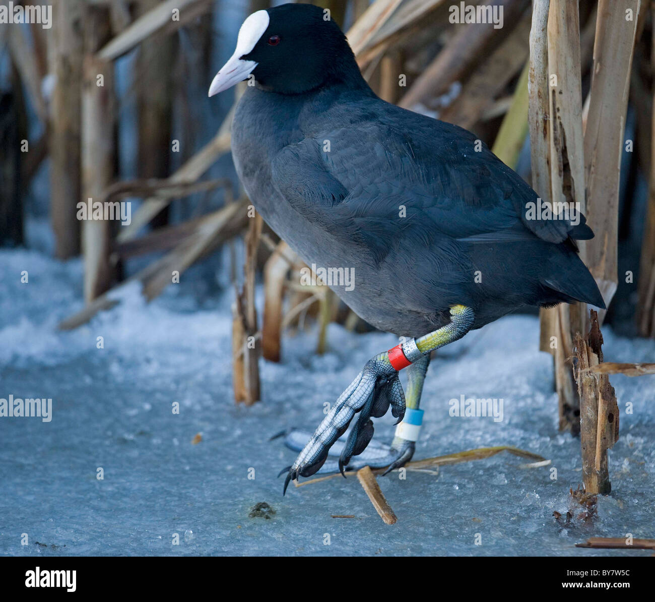 Colour color ringing banding. Coot. Fulica atra Stock Photo - Alamy