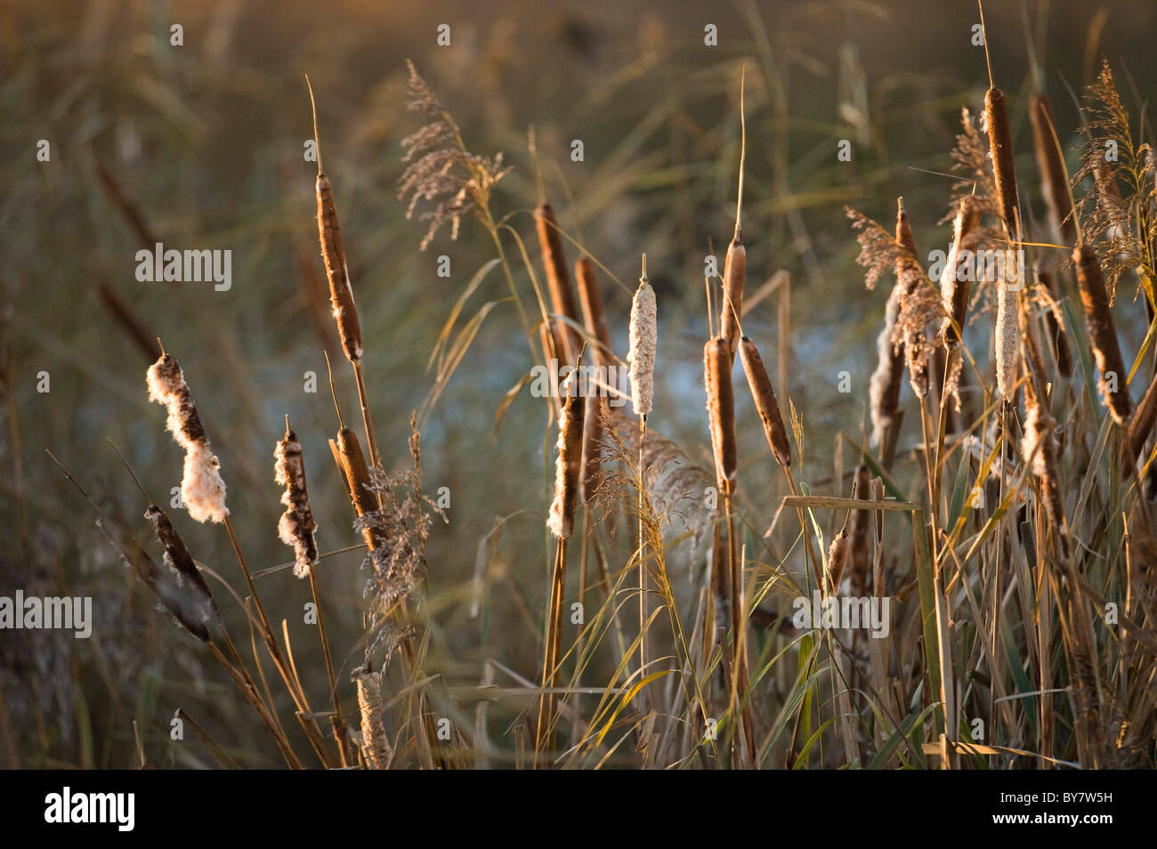 Bulrushes hi-res stock photography and images - Alamy