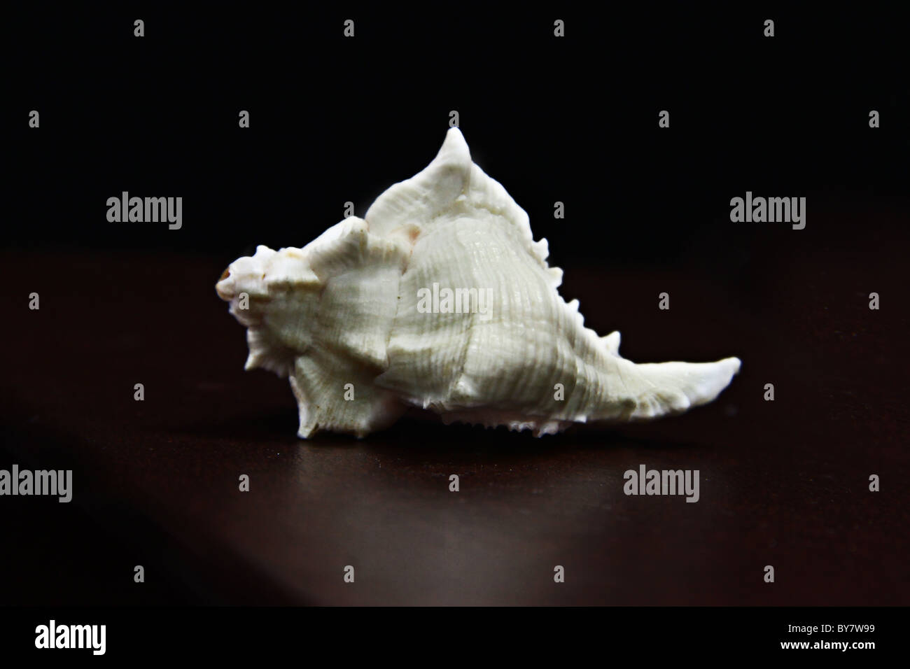 Inside of nautilus shell hi-res stock photography and images - Alamy
