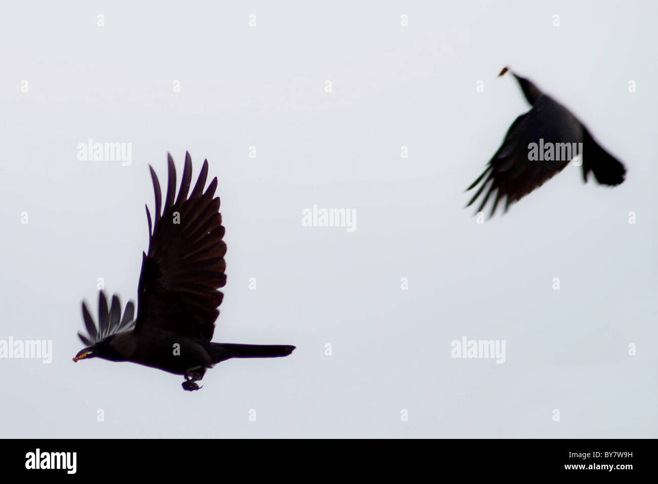 crow with food Stock Photo - Alamy