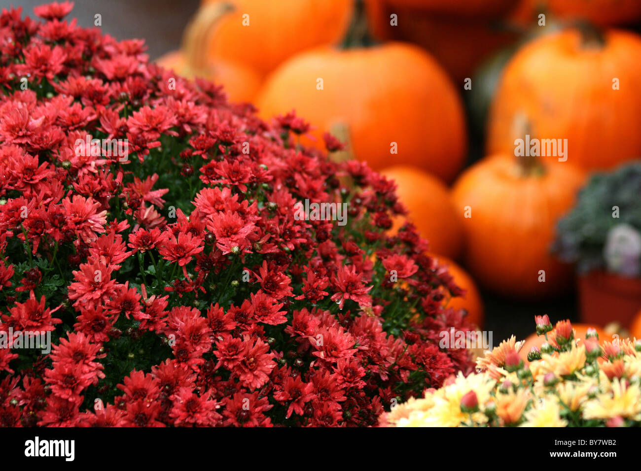 Pumpkins and Mums Stock Photo - Alamy
