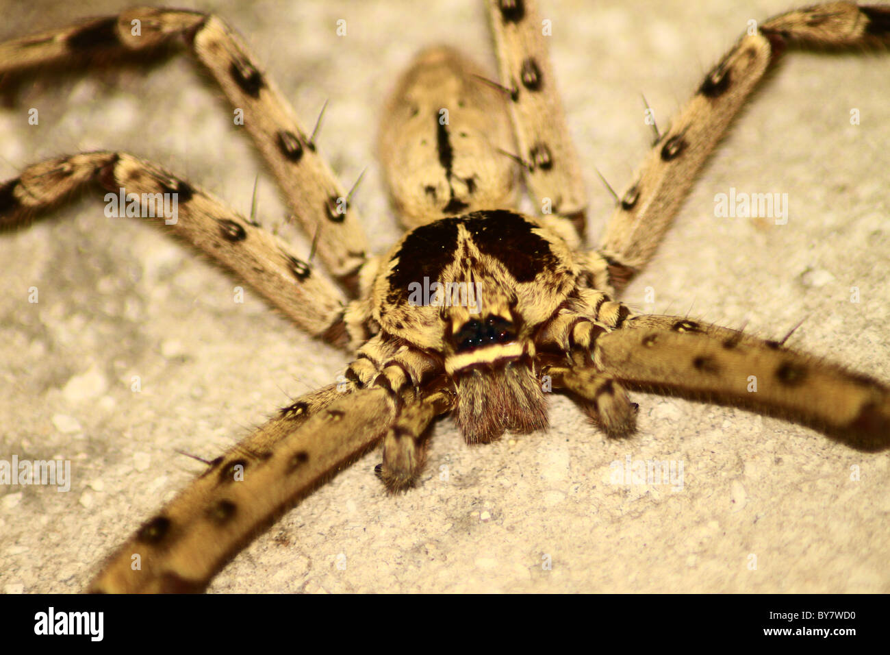 Indian spider hi-res stock photography and images - Alamy
