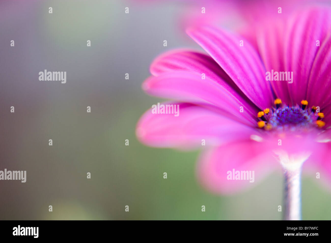 Dark pink African daisy Stock Photo - Alamy