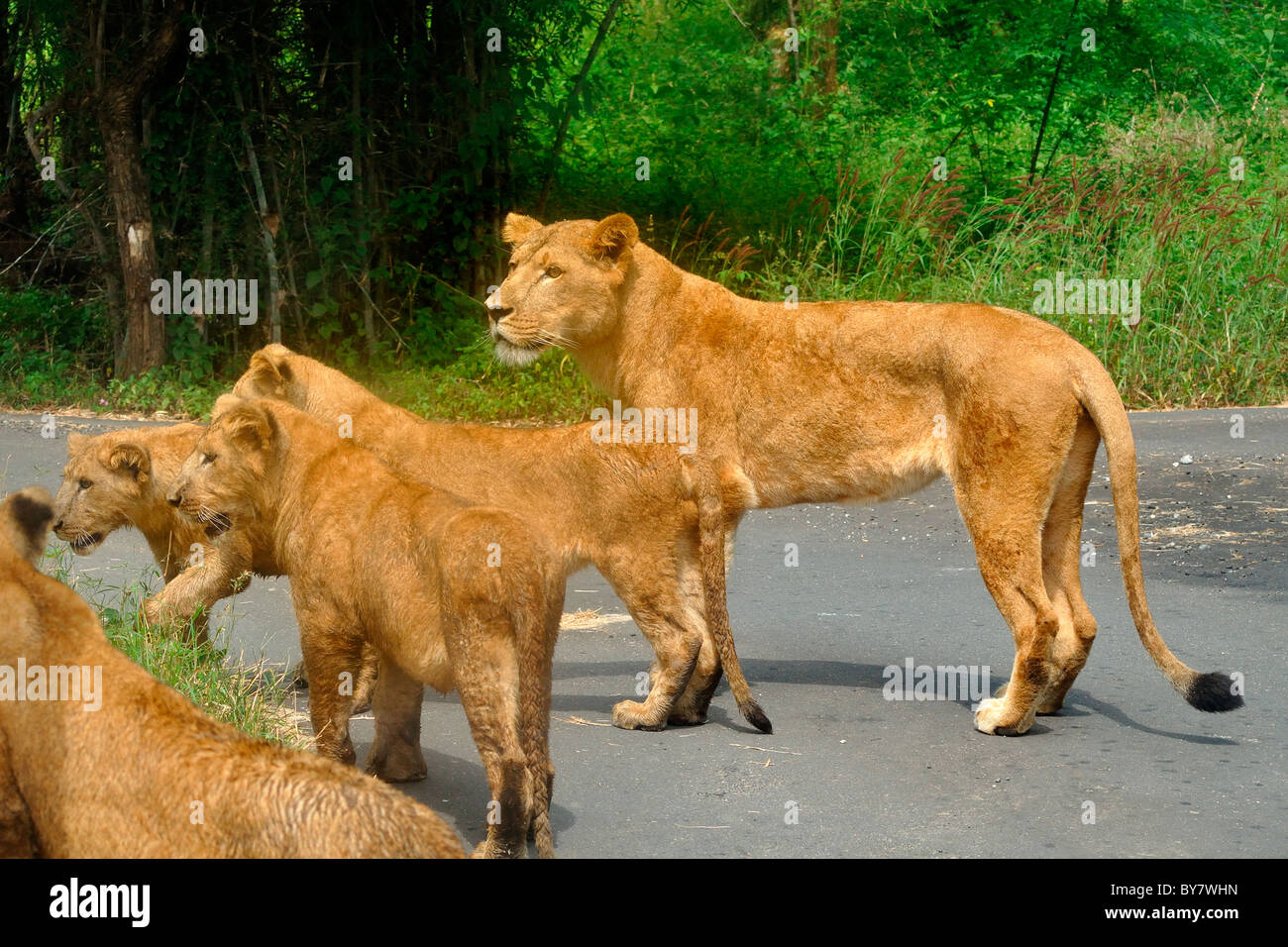 Indian Lion And cub Stock Photo - Alamy