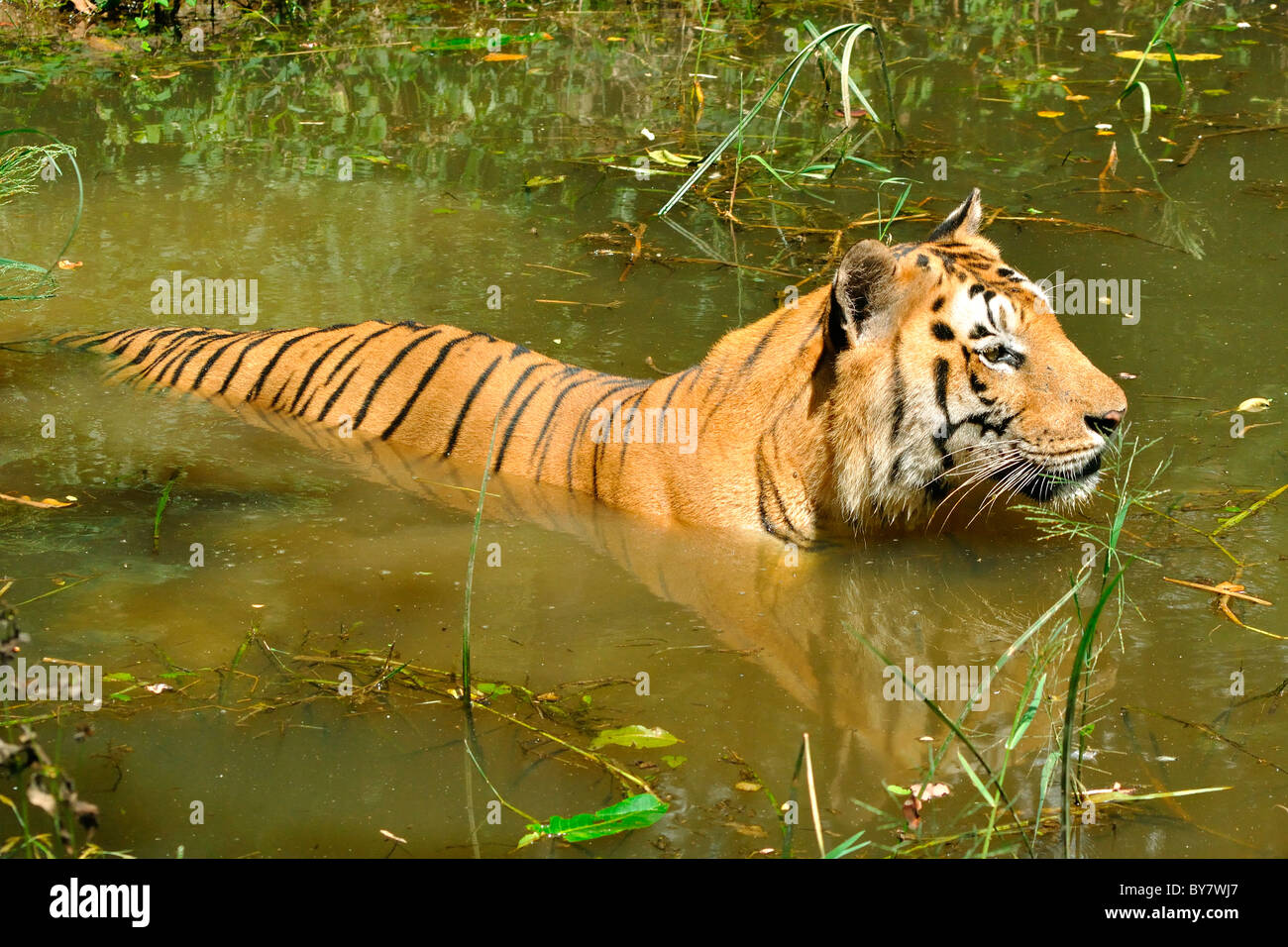 Nagarhole tiger hi-res stock photography and images - Alamy