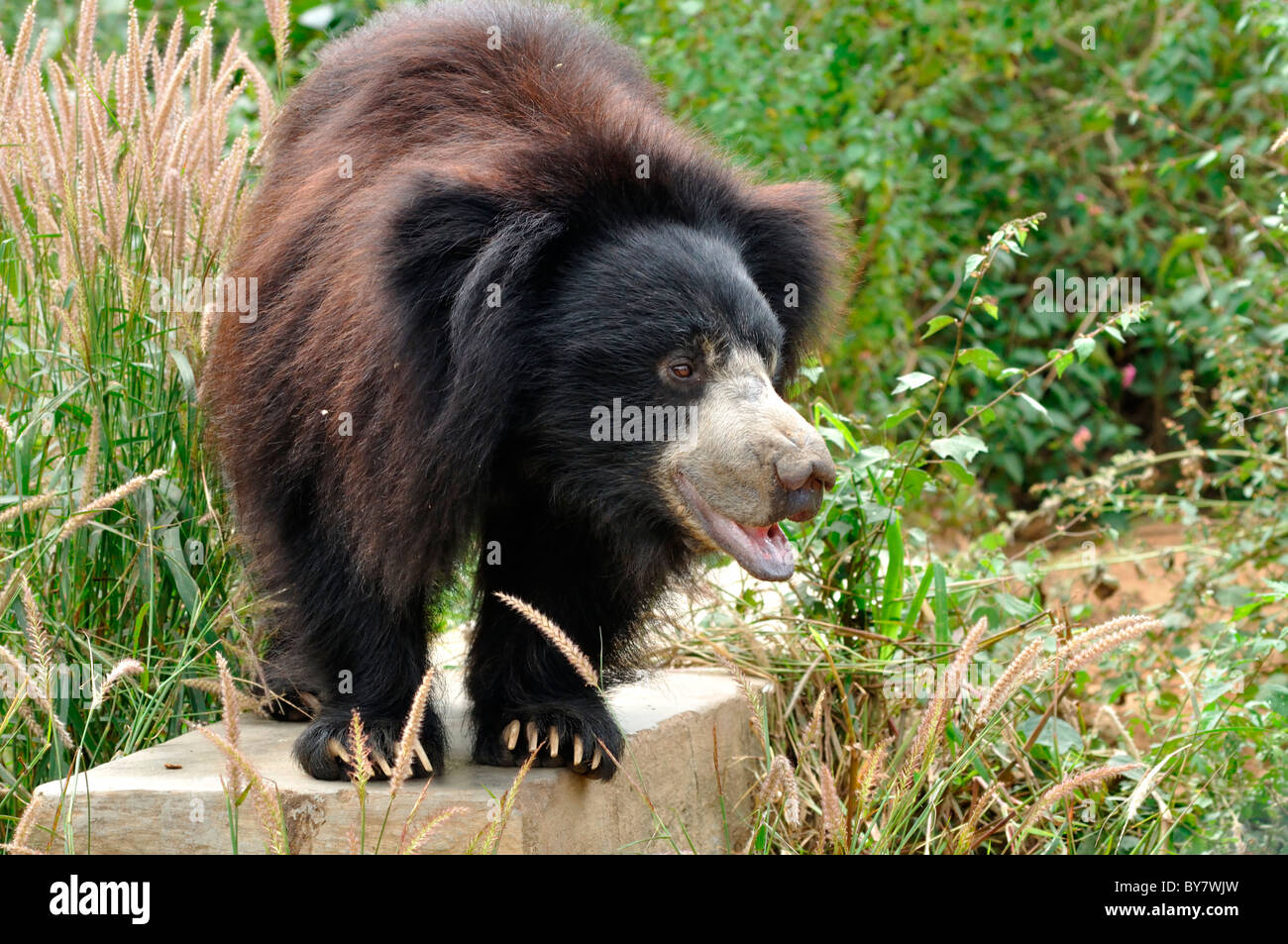 Sloth Bear, Close-up Stock Photo - Alamy