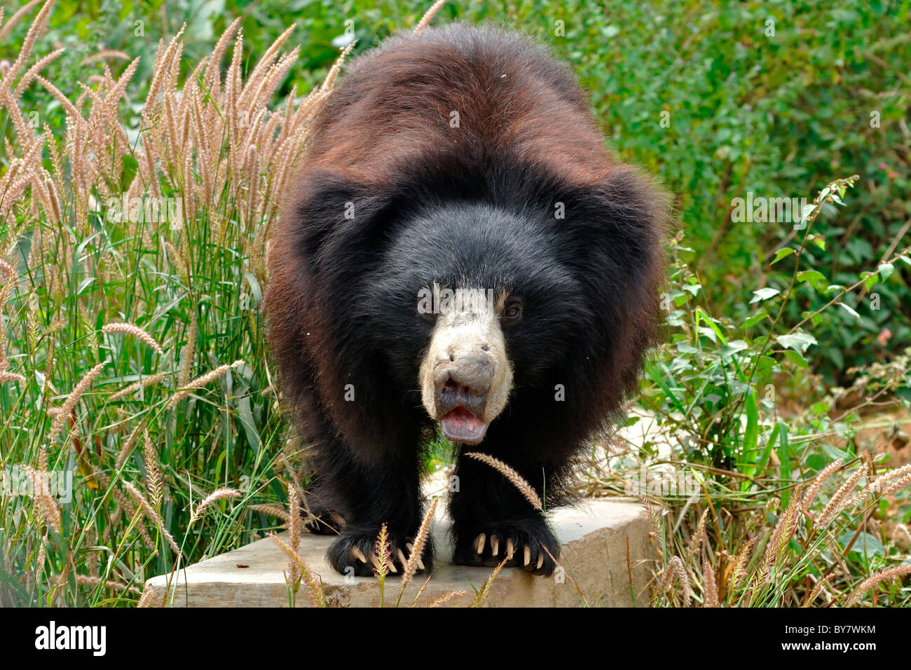 Indian sloth bear hi-res stock photography and images - Alamy