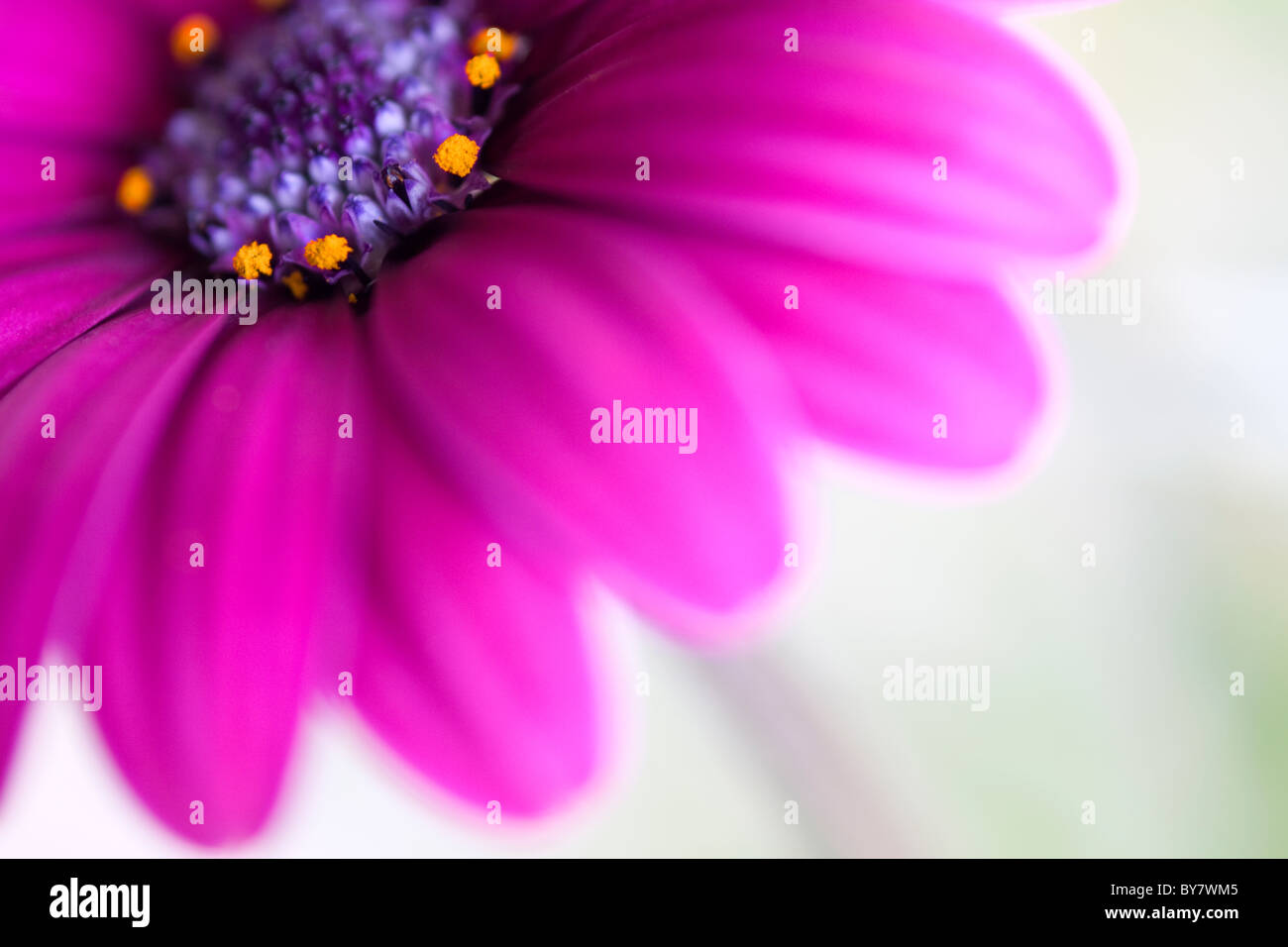 Dark pink African daisy Stock Photo - Alamy