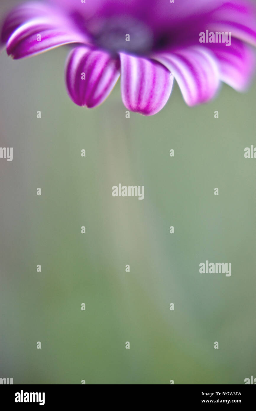 Dark pink African daisy Stock Photo - Alamy