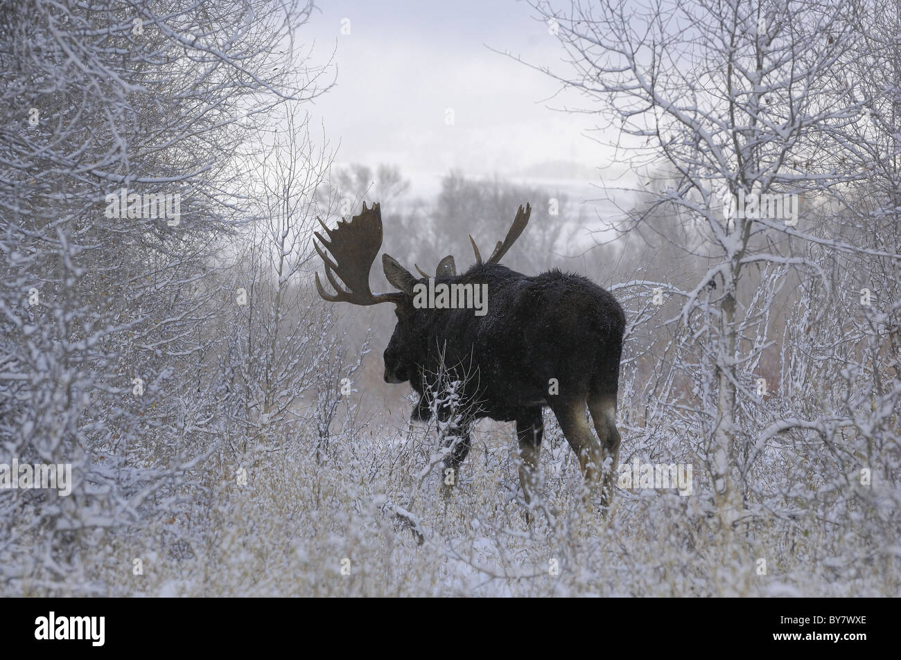 Bull moose antlers hi-res stock photography and images - Alamy