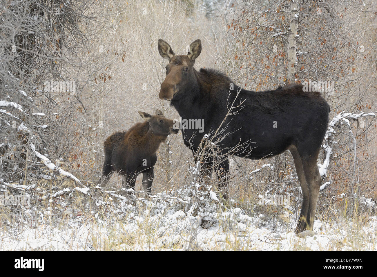 Mother and baby moose hi-res stock photography and images - Alamy