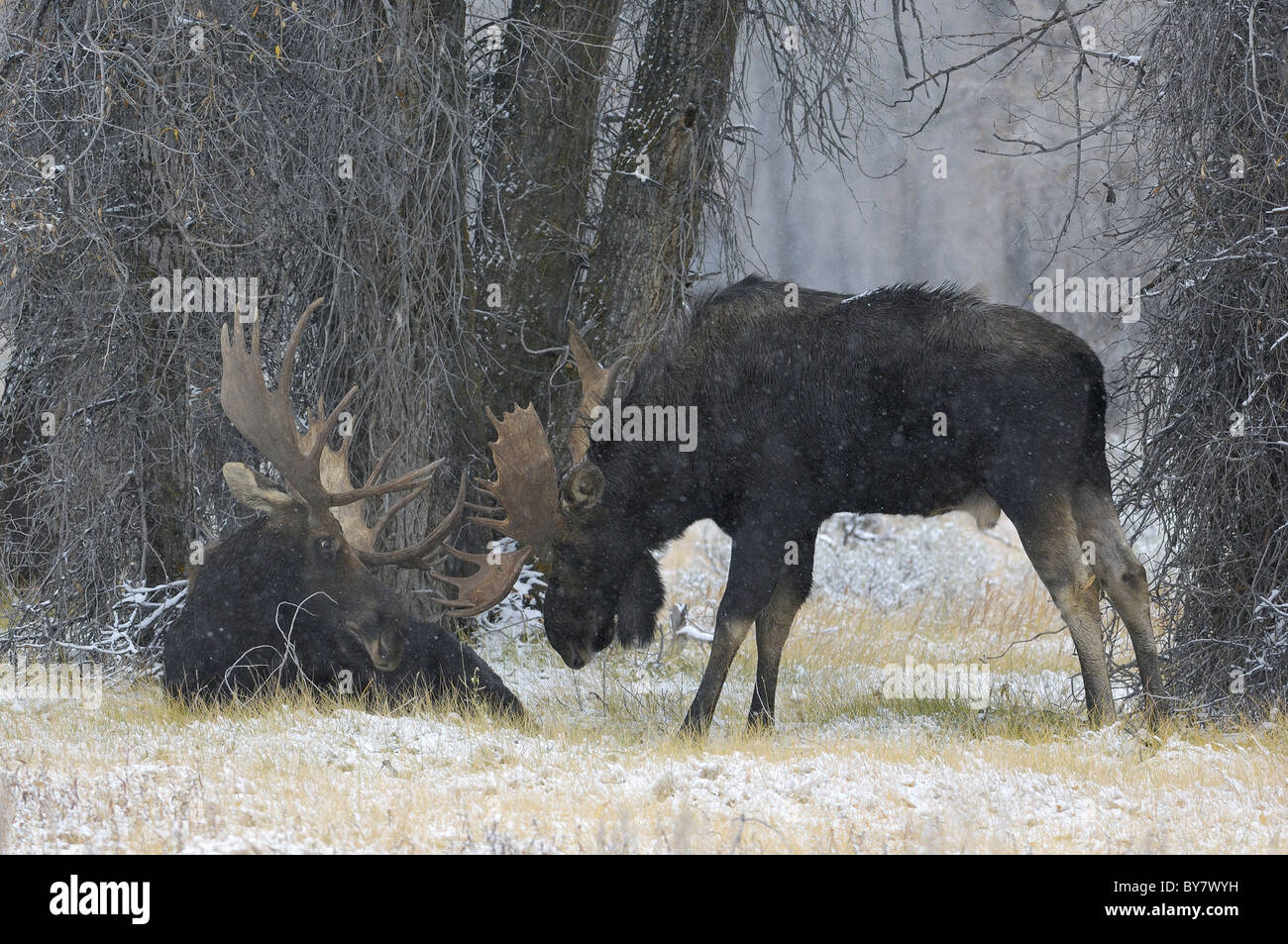 Moose Fight High Resolution Stock Photography and Images - Alamy