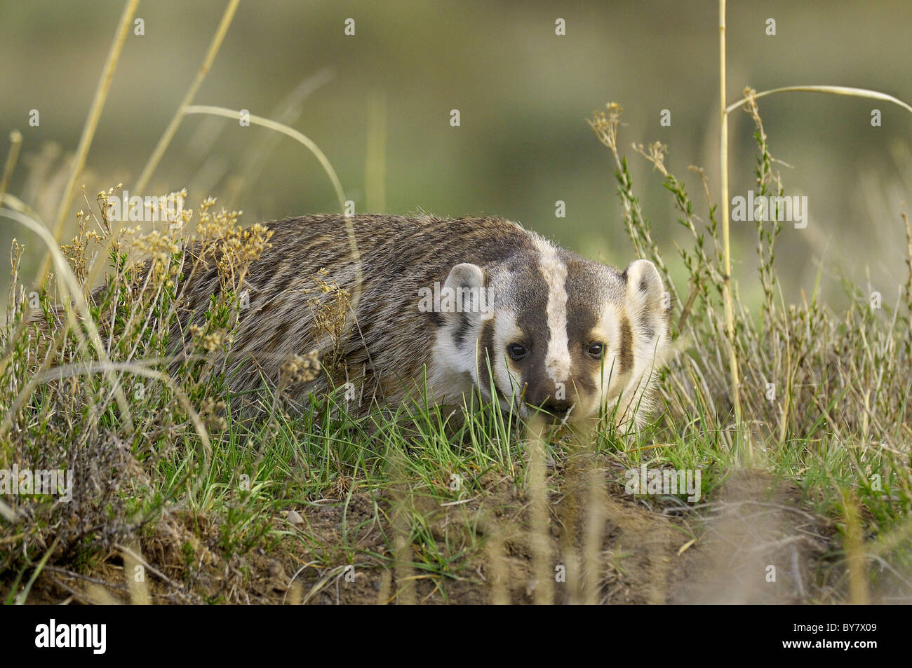 Taxidea hi-res stock photography and images - Alamy