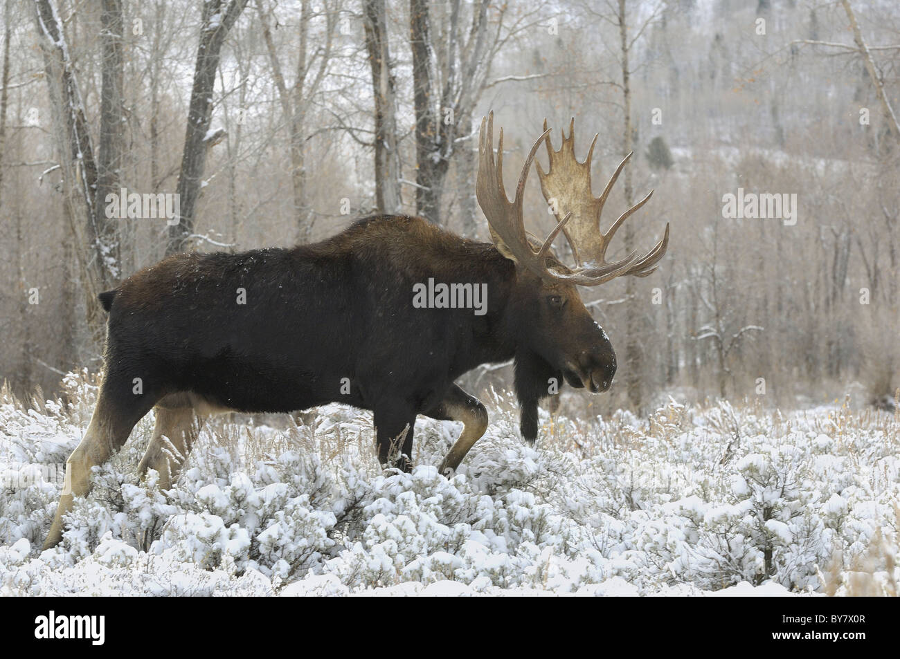 Arctic Moose In Snow