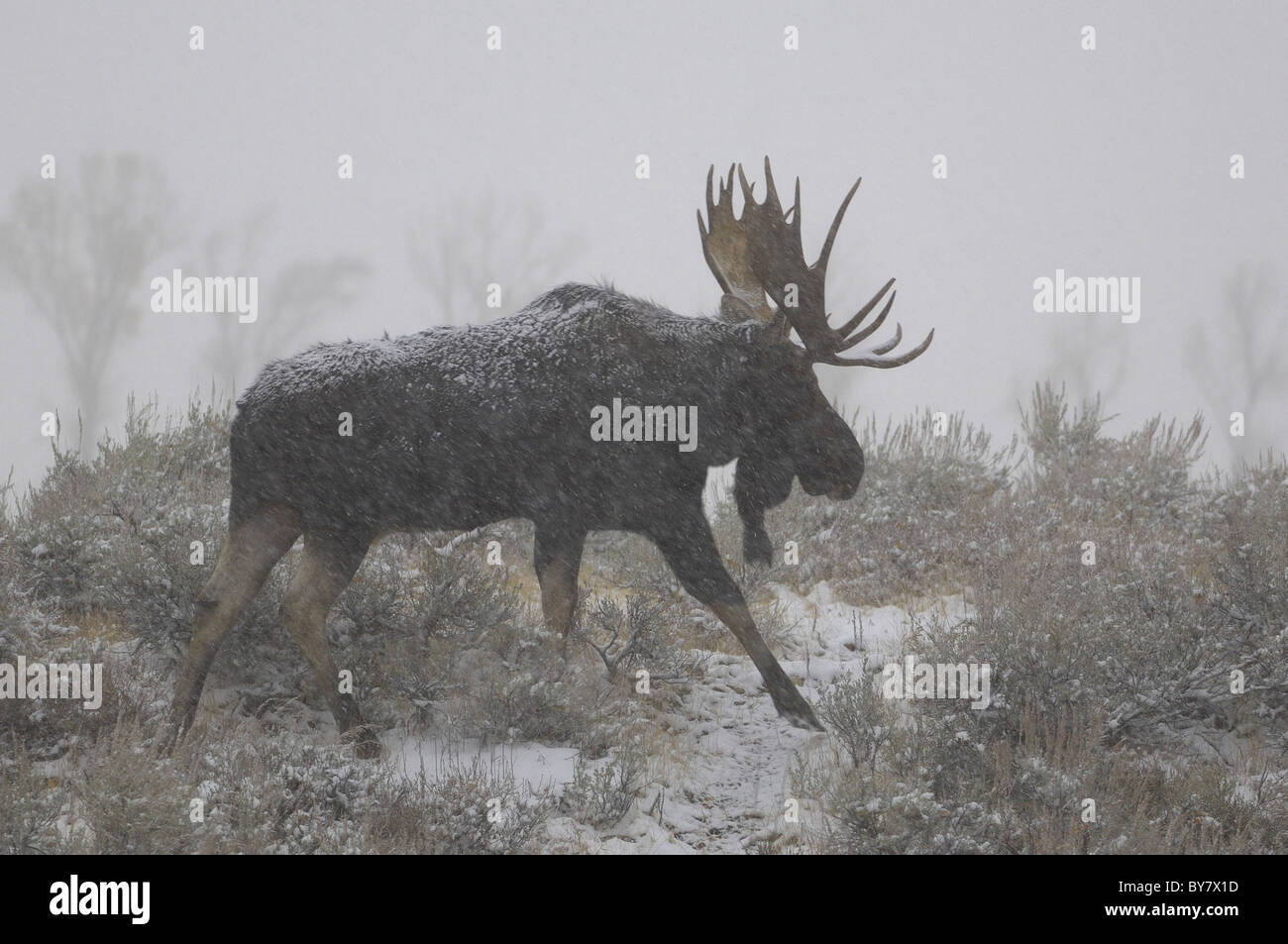 Bull moose antlers hi-res stock photography and images - Alamy