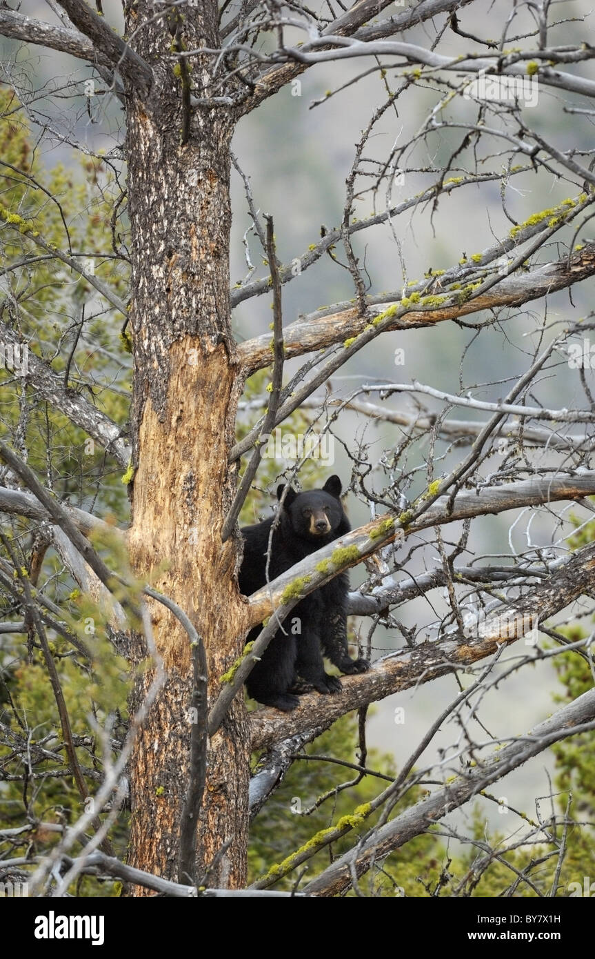 Black bear in tree hi-res stock photography and images - Alamy