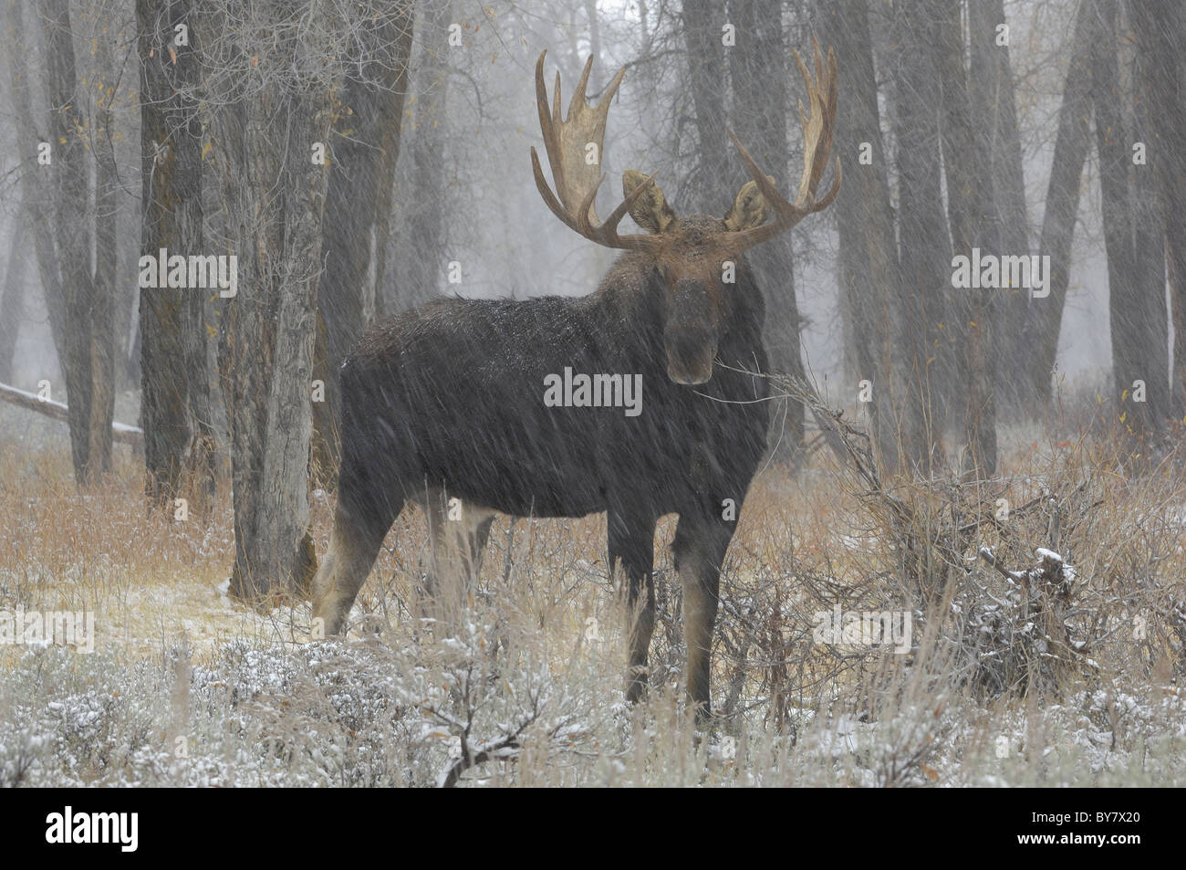 Strong powerful animals hi-res stock photography and images - Alamy