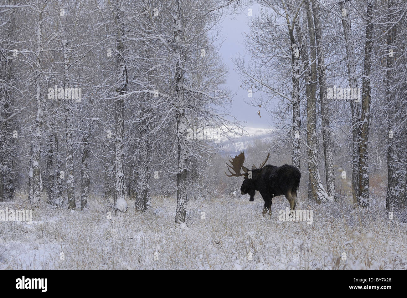 Bull moose with antlers hi-res stock photography and images - Alamy