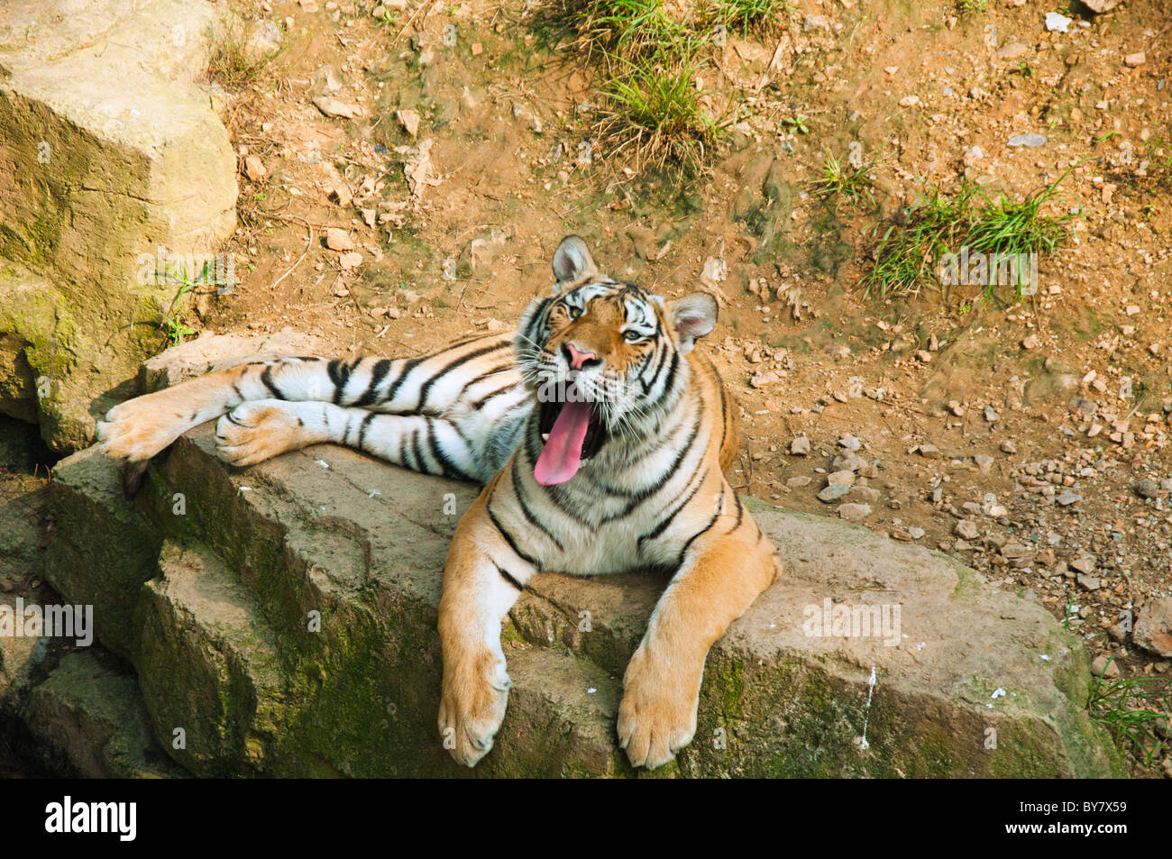 Tiger lounging on rock Stock Photo - Alamy