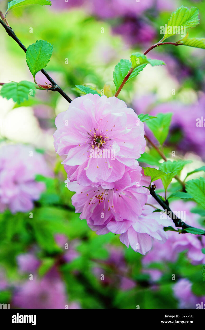 Cherry blossoms in full bloom in spring Stock Photo - Alamy