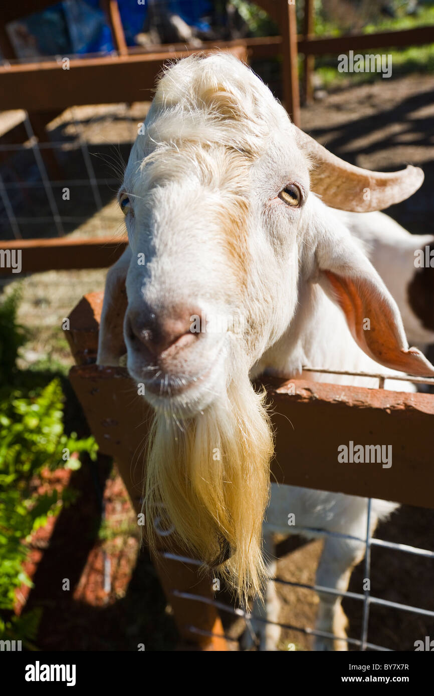 Goat on farm, Florida, USA Stock Photo - Alamy