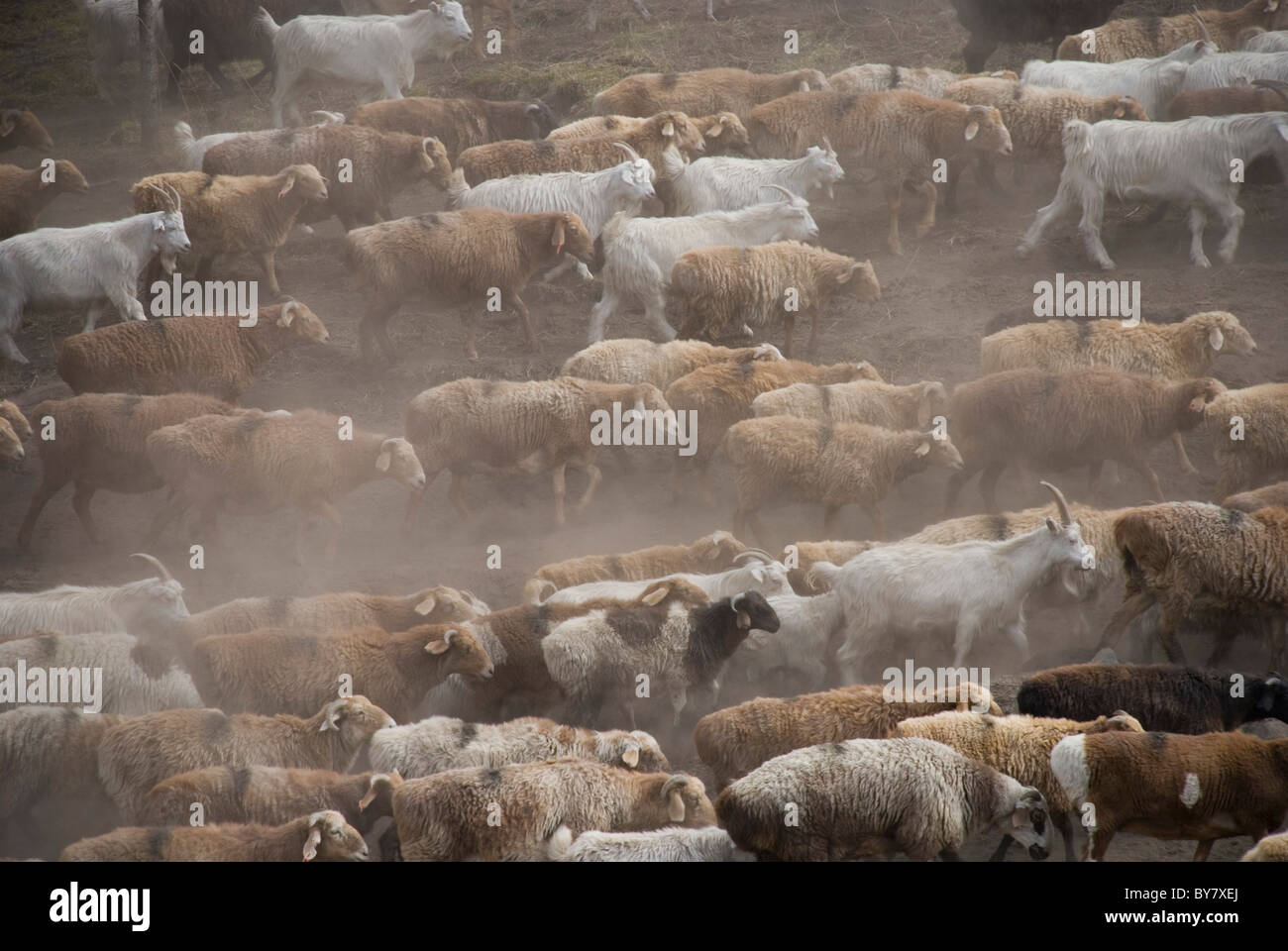 A herd of goats, Northern Xinjiang, China Stock Photo - Alamy