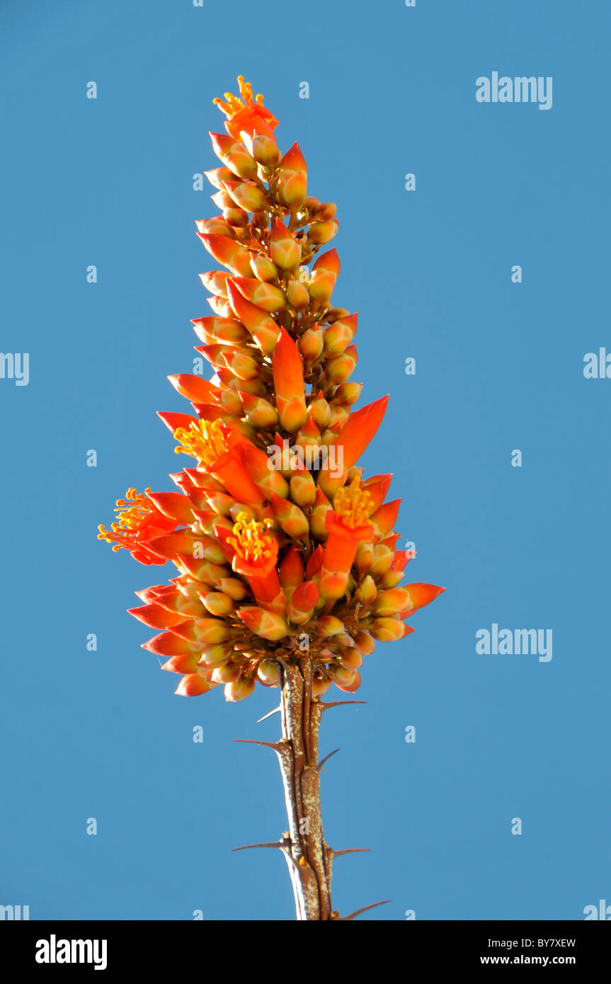 Red Flower Tombstone Arizona Stock Photo - Alamy
