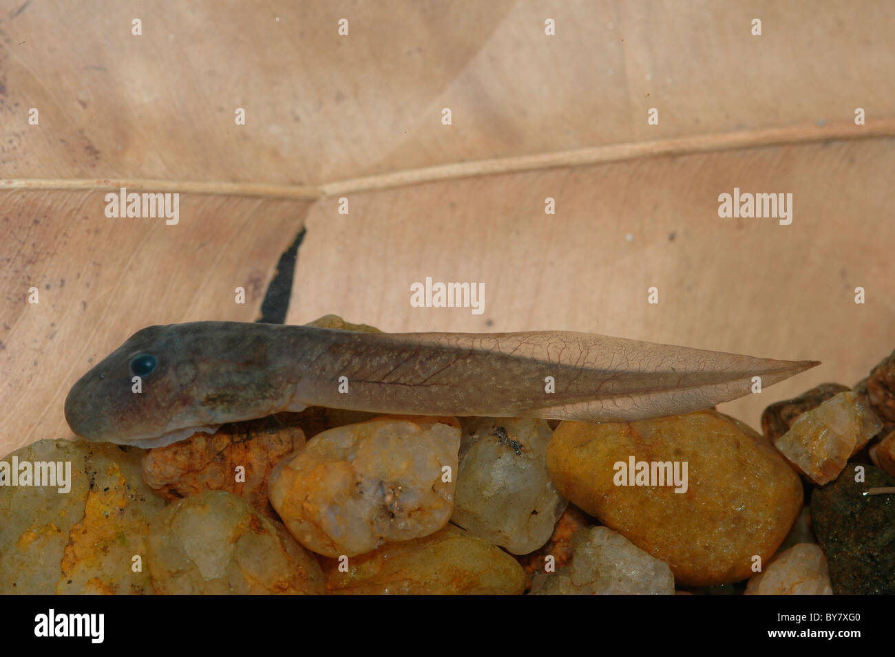 Tadpole Amolops assamensis Stock Photo - Alamy