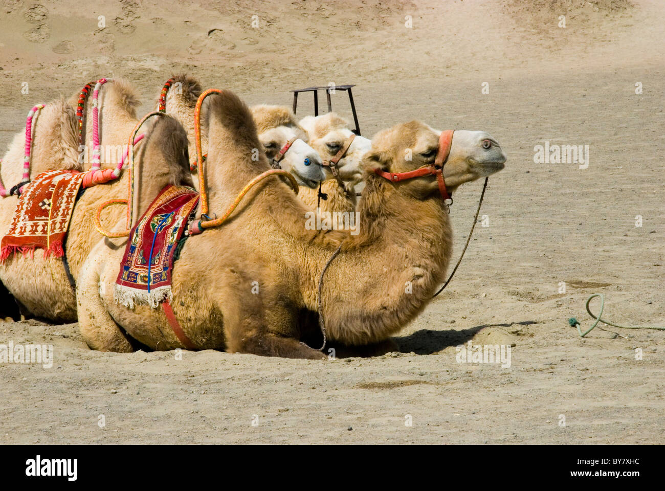 Karamay hi-res stock photography and images - Alamy