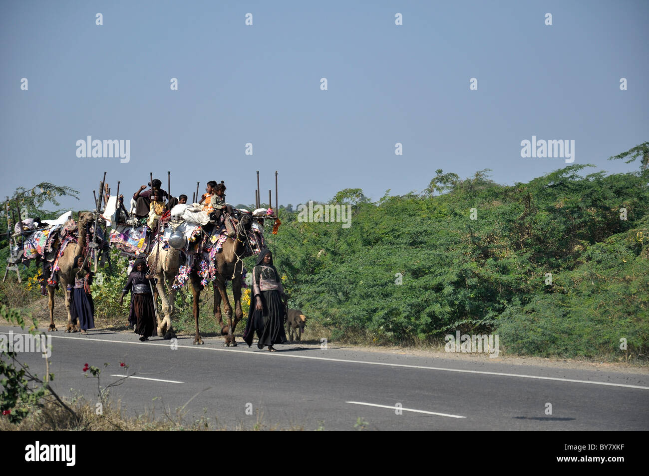Rabbari tribe hi-res stock photography and images - Alamy