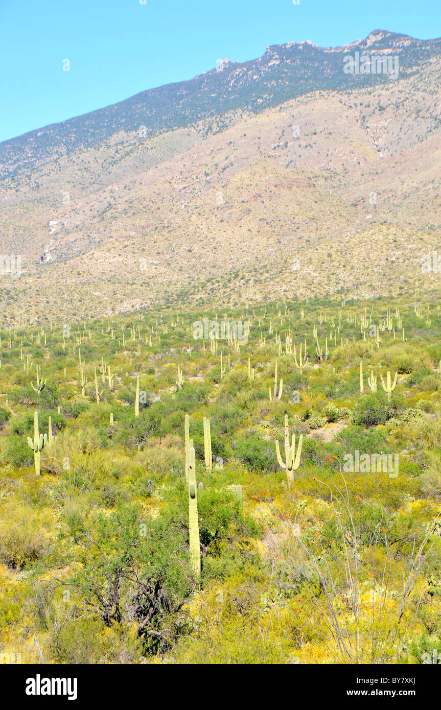Small Saguaro Cacti Growing in Saguaro National Park Tucson Arizona ...