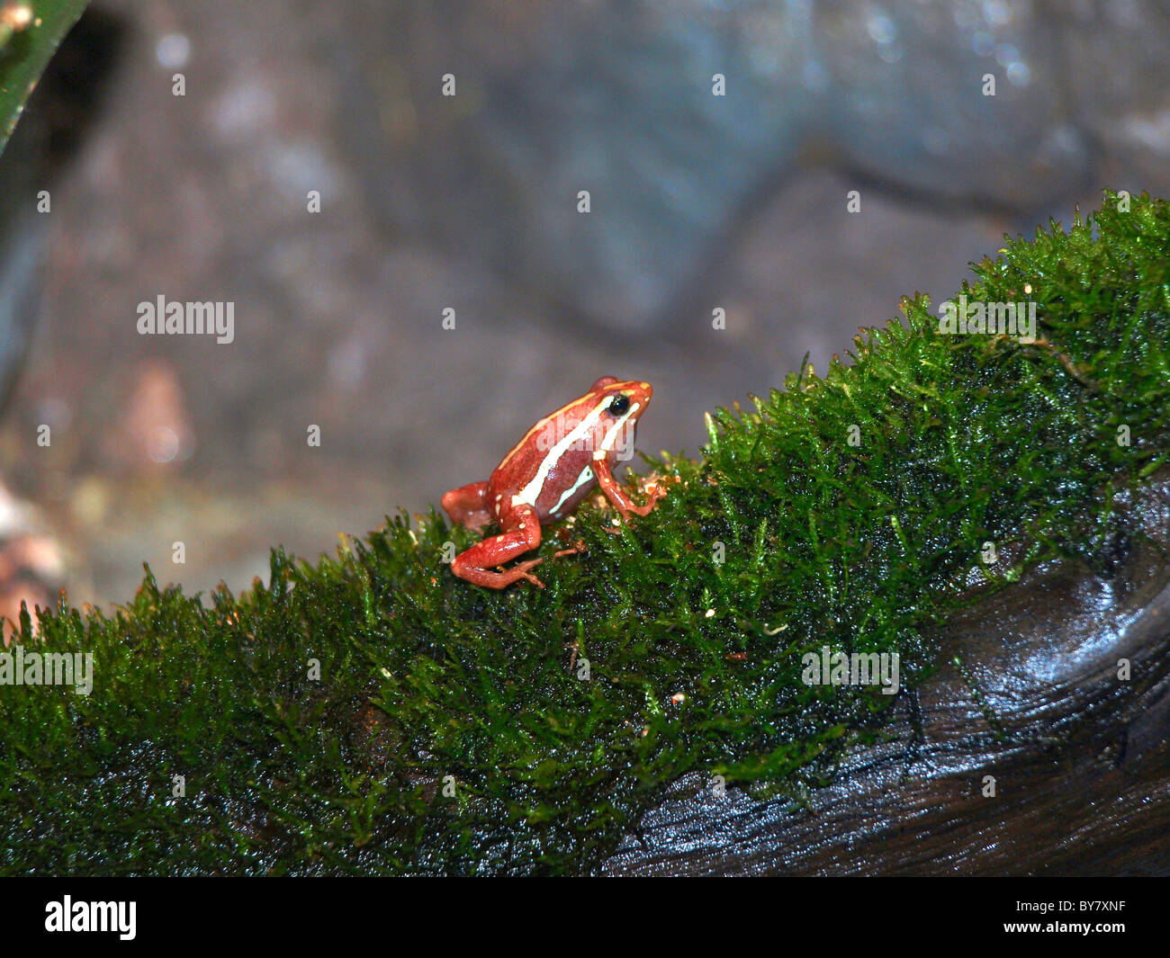 A red frog hopping up a mossy log Stock Photo - Alamy