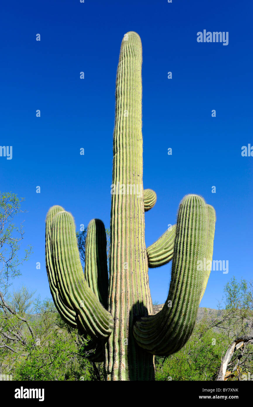 Saguaro Cactus Saguaro National Park Tucson Arizona Stock Photo - Alamy