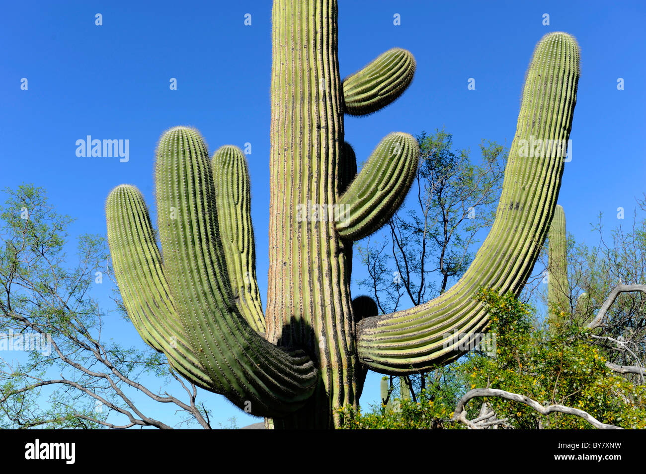 Saguaro east state park hi-res stock photography and images - Alamy