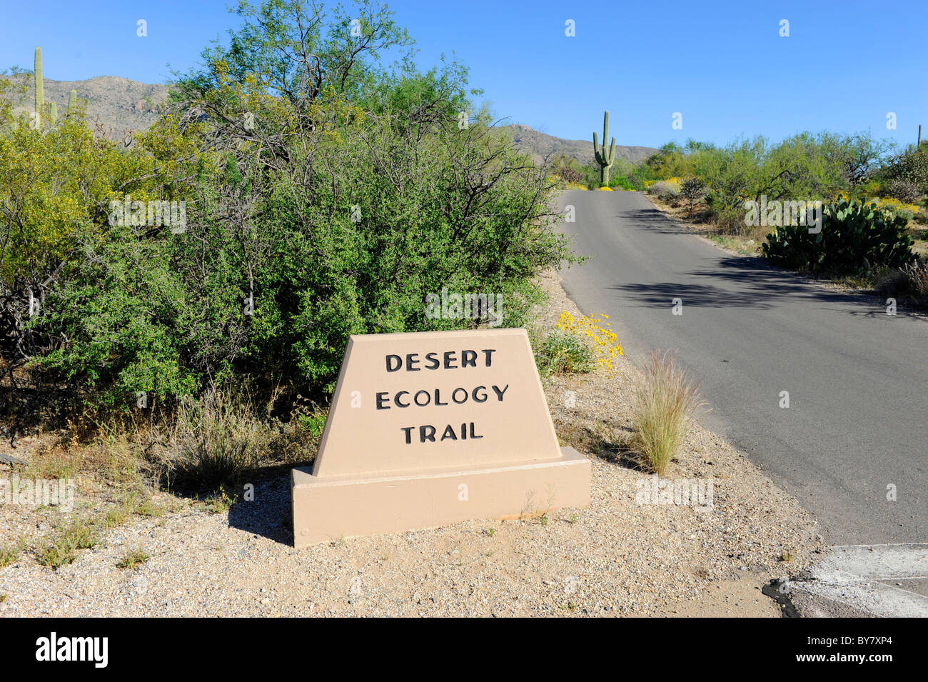 Desert Ecology Trail Saguaro National Park Tucson Arizona Stock Photo ...