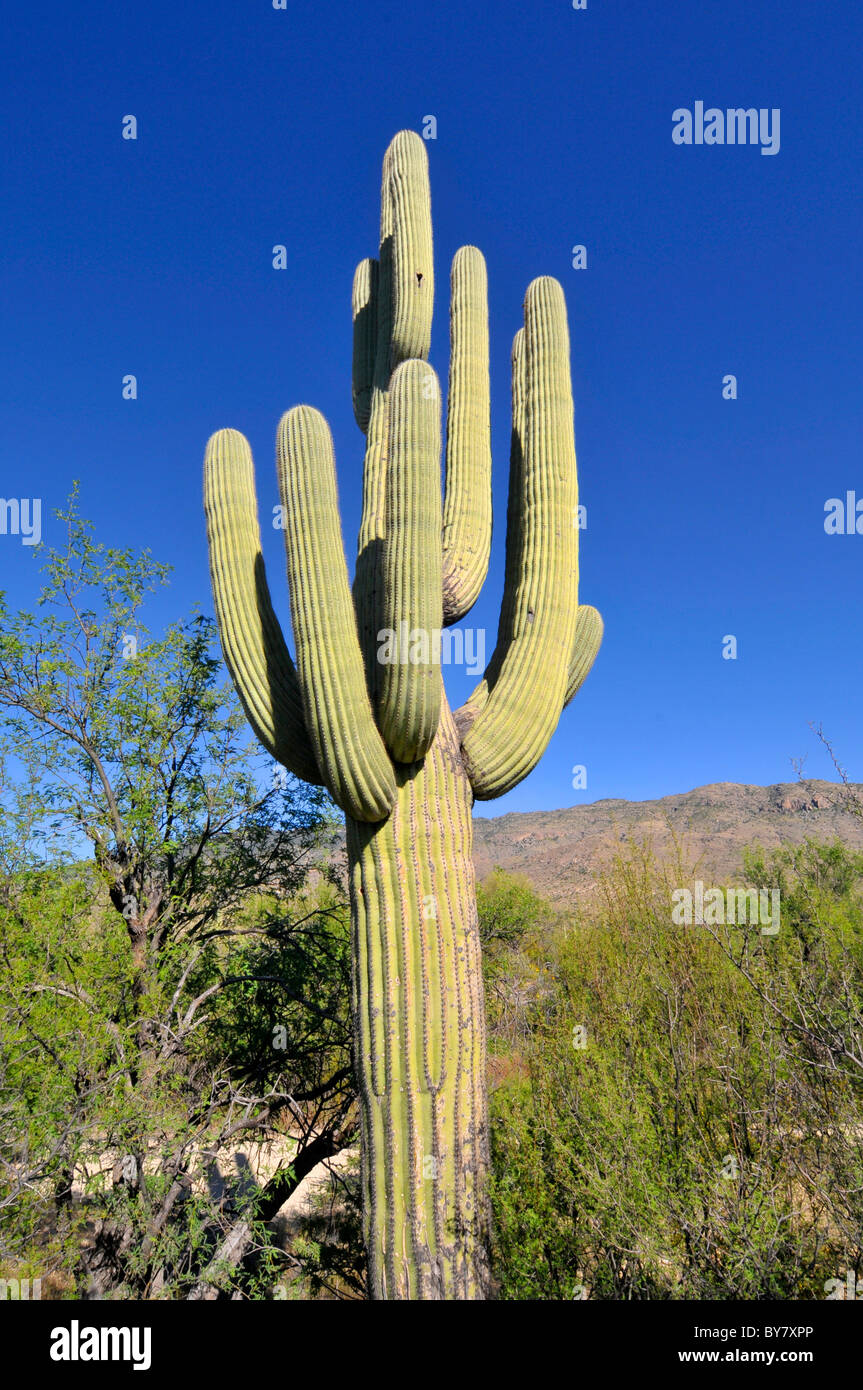 Saguaro Cactus Saguaro National Park Tucson Arizona Stock Photo - Alamy