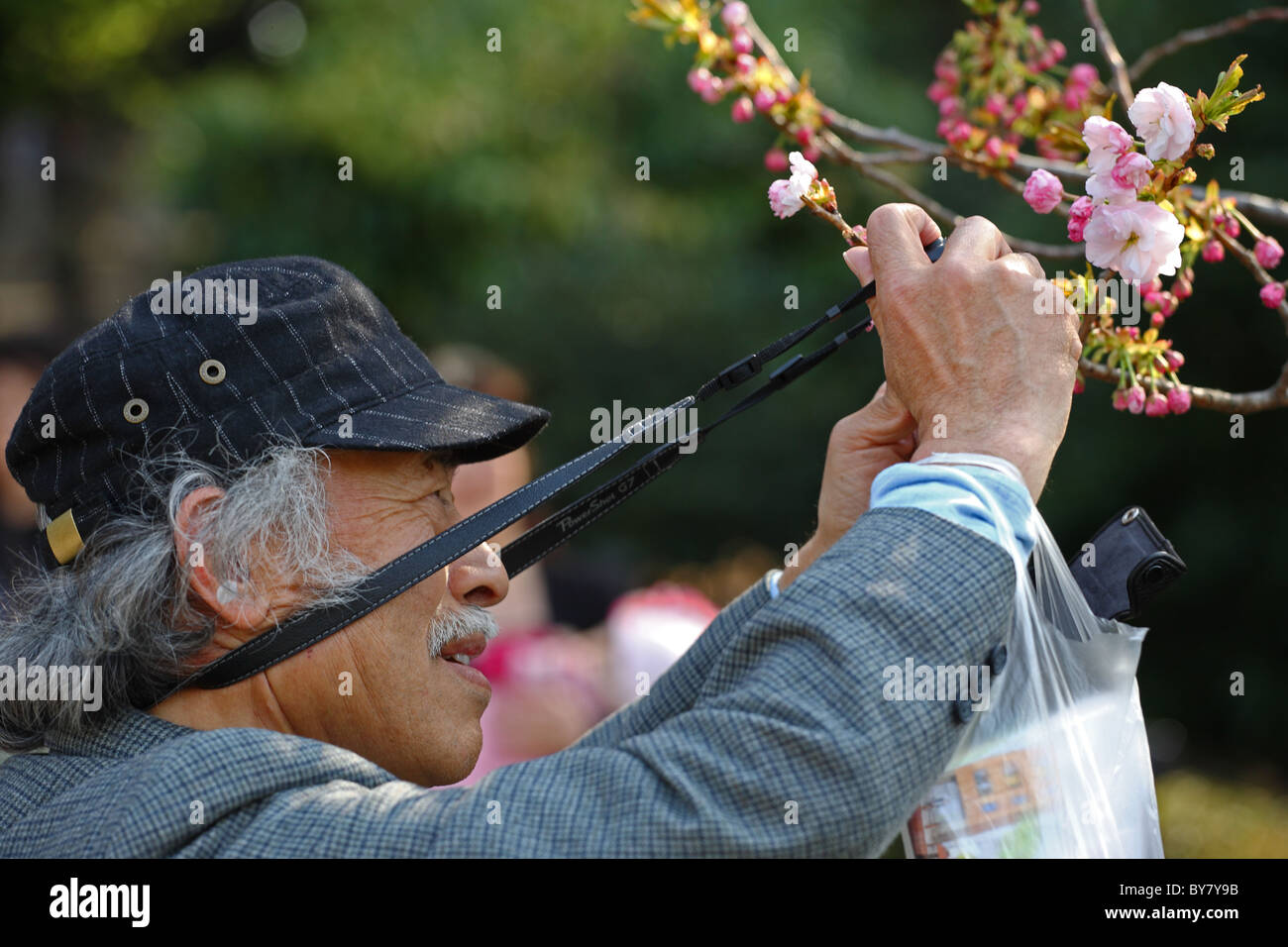 Japanese Gentleman taking photographs of cherry blossom in Shinjuku ...