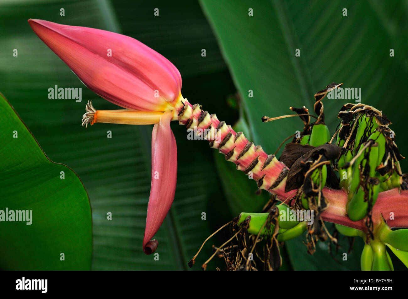 Indian dwarf banana hi-res stock photography and images - Alamy