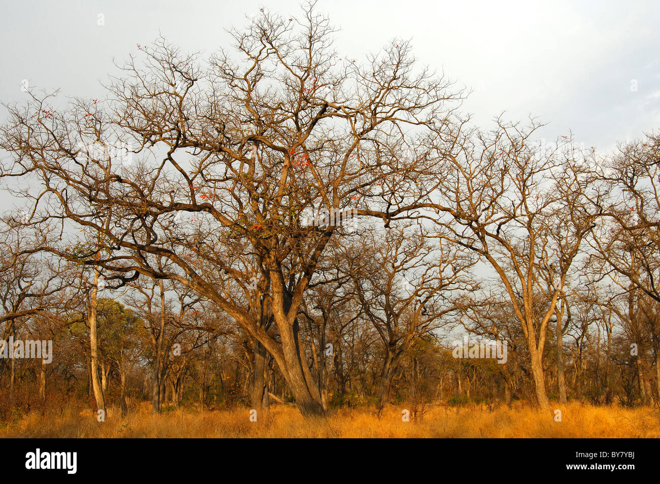 Forest of defoliated semi-deciduous Leadwood trees, Moremi National ...