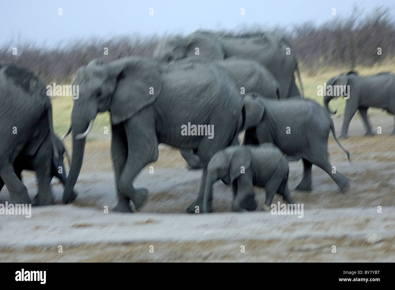 African elephants safari running hi-res stock photography and images ...