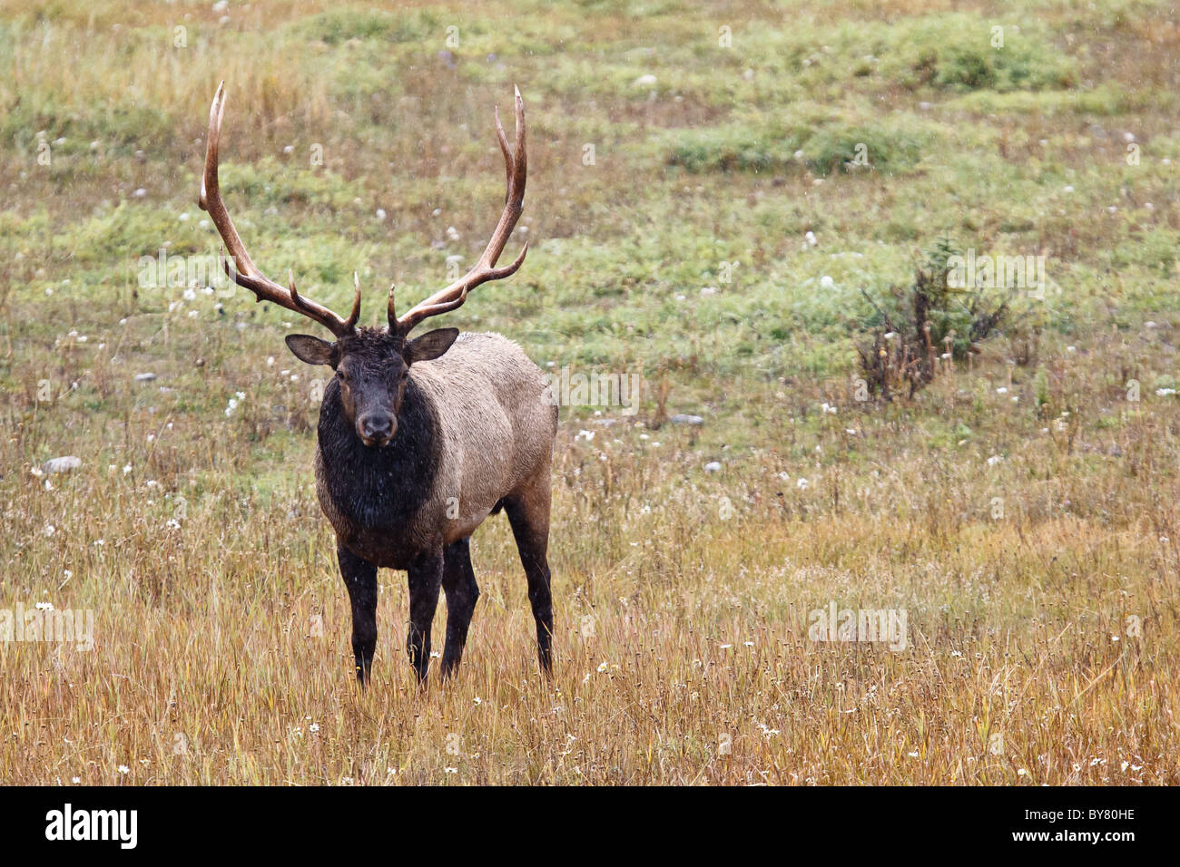 Bull elk, cervus canadensis, in Banff National Park, Alberta, Canada ...