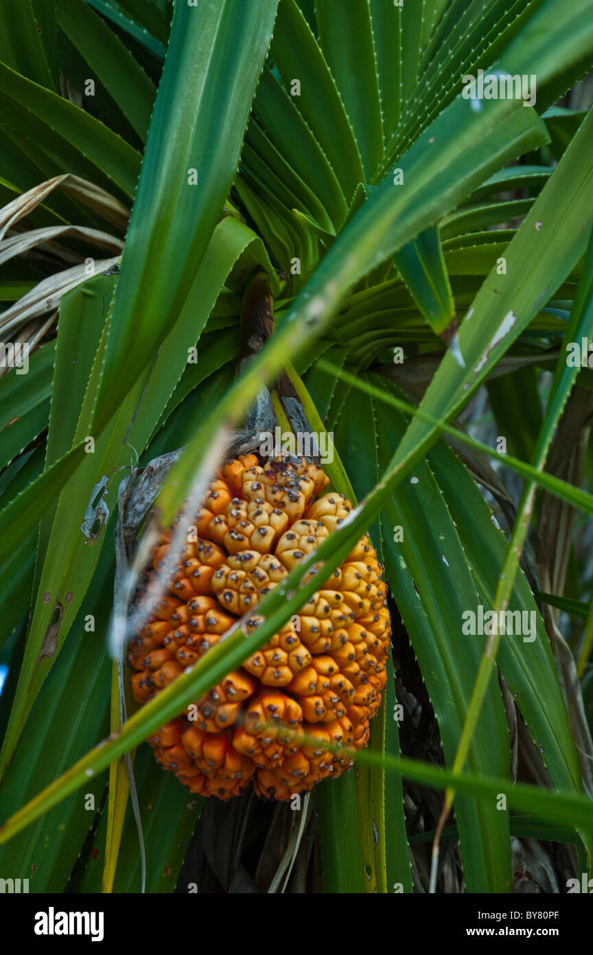 Pandanus (Pandanus tectorius) fruit on its tree, Maldives Stock Photo ...