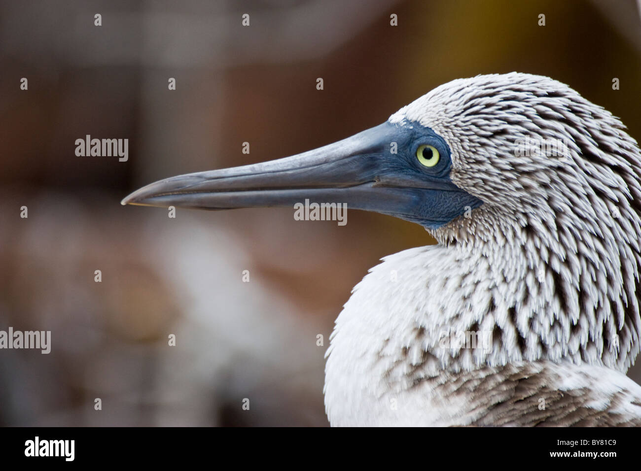 Birds Blue-footed Booby Sula nexbouxii North Seymor The Galapagos ...