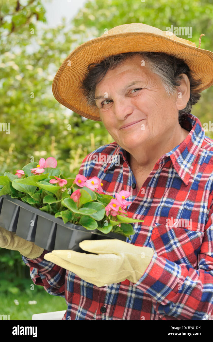 Senior woman gardening, potting Begonia seedlings Stock Photo - Alamy