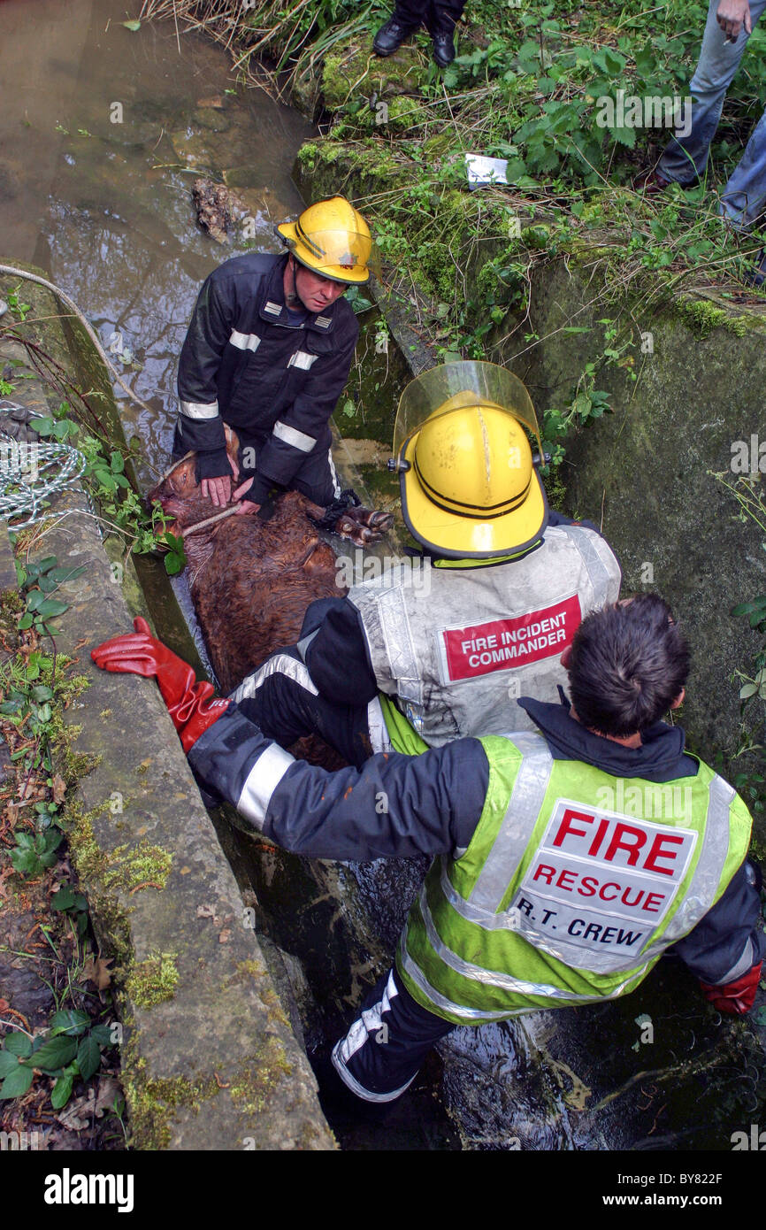 Firefighter rescue animal hi-res stock photography and images - Alamy